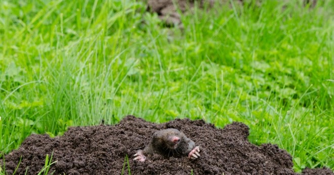 A legjobb megoldások vakond ellen! Így űzheted el a vakondokat a kertedből!
