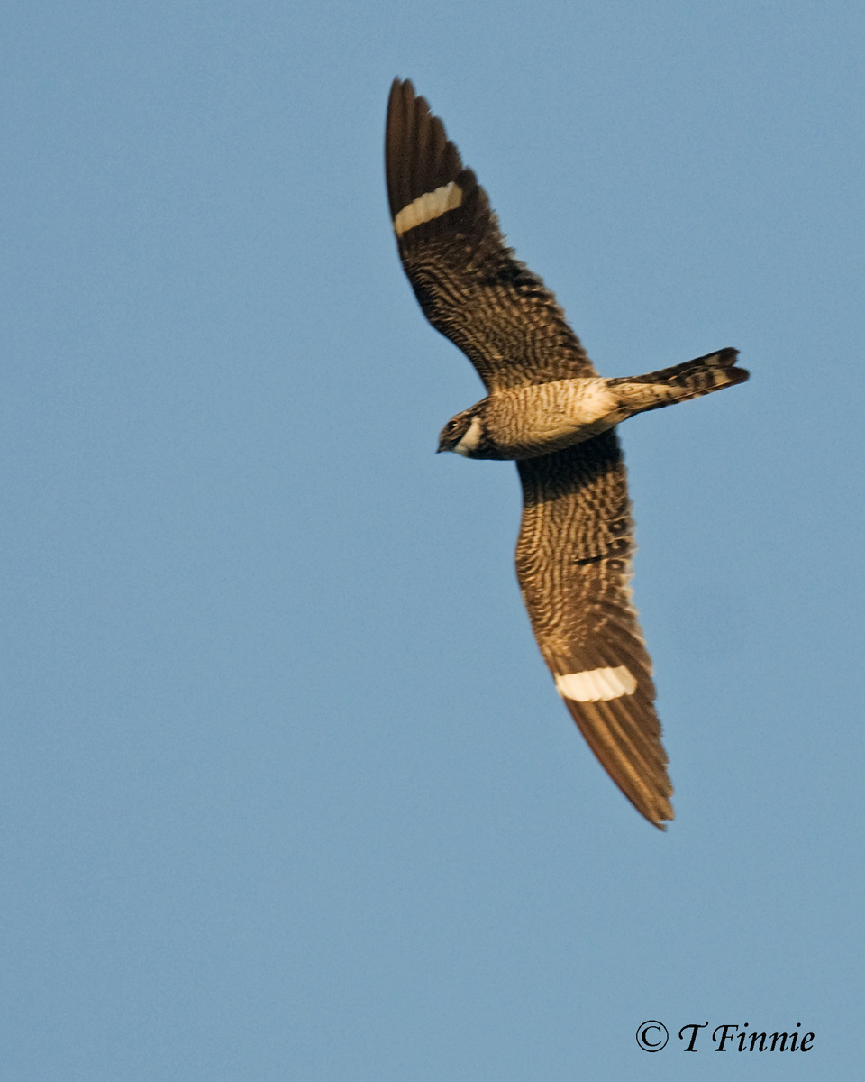 Thomas Finnie Photography: Common Nighthawk