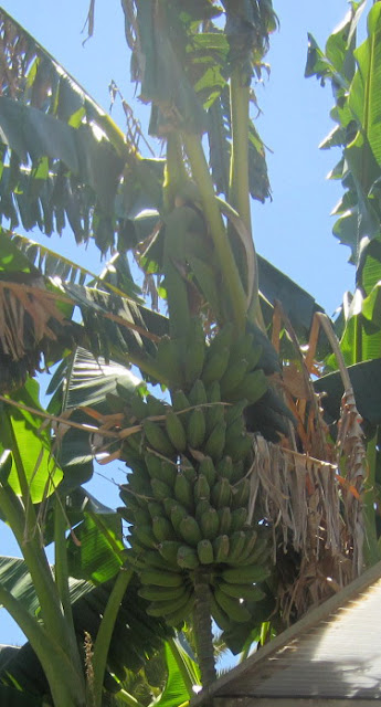 arbustosensevilla-encinarosa: Platanero / Bananero / Musa x paradisiaca ...