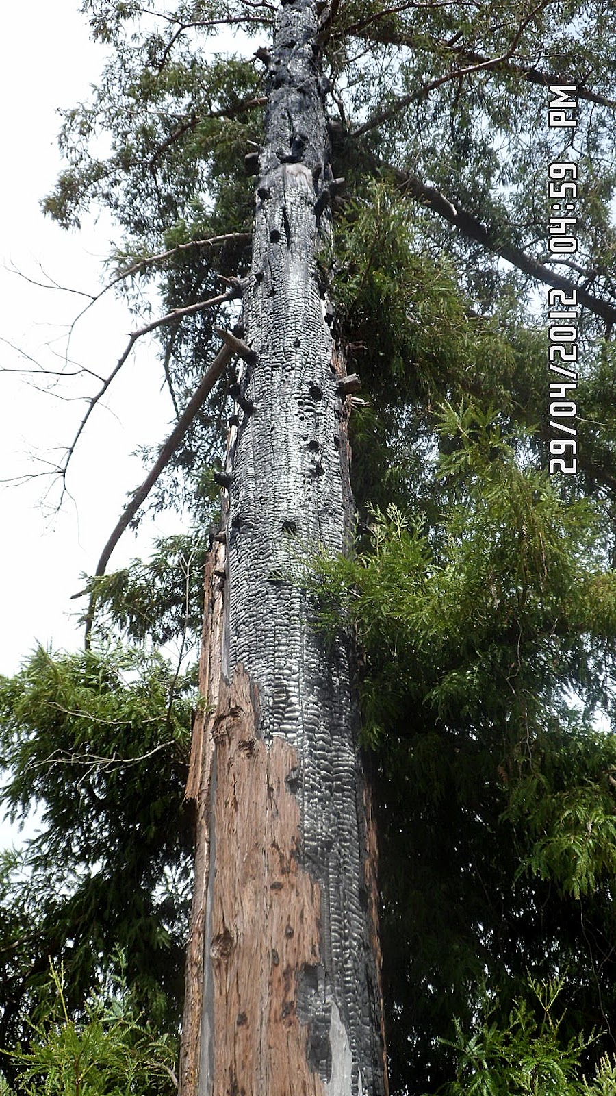 Espíritu de Árbol: Sequoia Roja