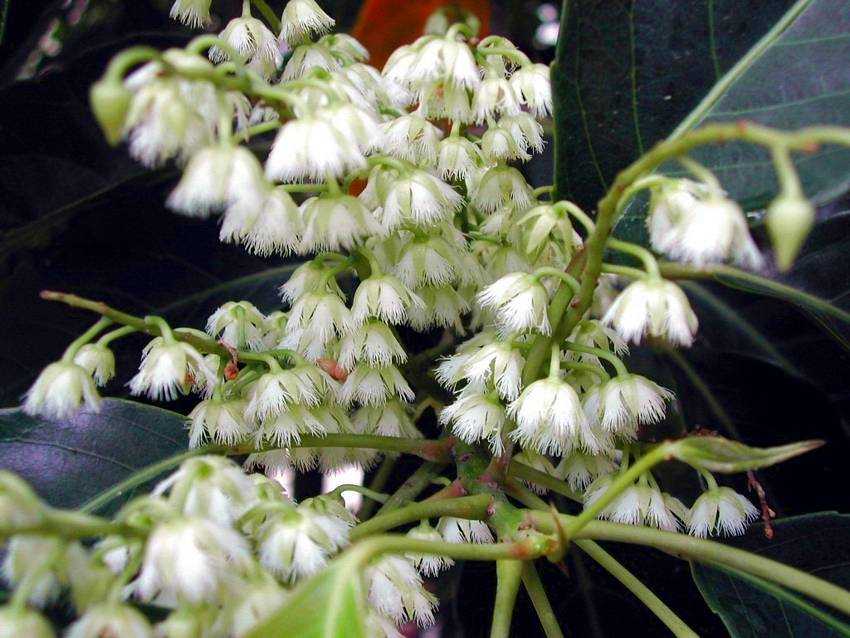 Important Tiliaceae of Odisha