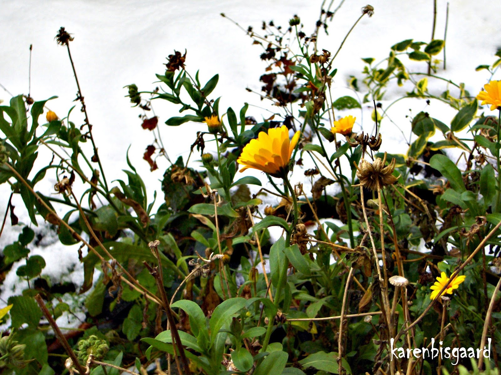 Karen`s Nature Photography: Marigold Flowers In Front of Snow Covered Lawn.