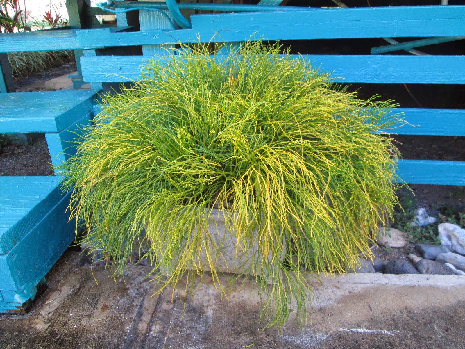 Garden Notes from Hawaii: MOA (Psilotum nudum)