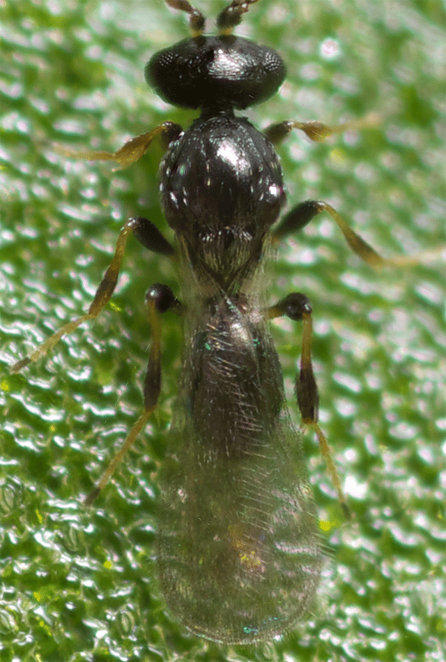 ムシをデザインしたのはダレ？: ハラビロクロバチ科 ( Synopeas sp. )