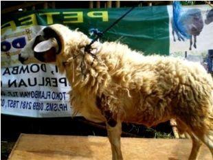 Kambing dan Domba: Jenis -j enis Domba