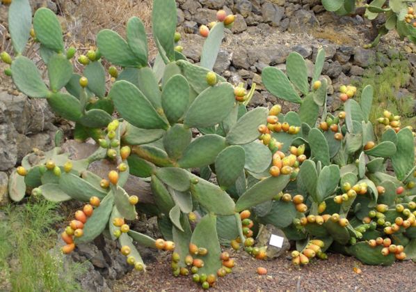 La tuna es beneficiosa | AGRONOMIA