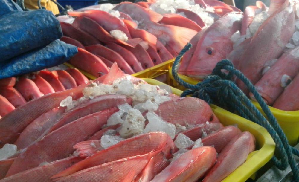 About US : Buy Fresh Red Snapper - Pacific Red Snapper Facts and Red ...