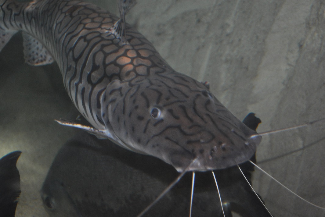 ZOOTOGRAFIANDO (6.057 ANIMALS): BAGRE RAYADO / BARRED SORUBIM ...