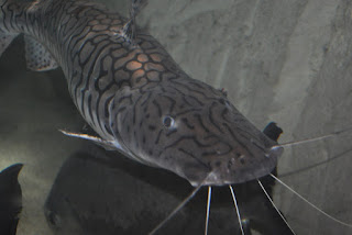 ZOOTOGRAFIANDO (5.836 ANIMALS): BAGRE RAYADO / BARRED SORUBIM ...