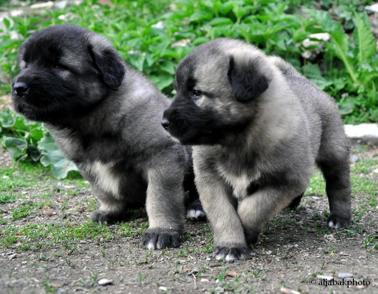 AljabakPhoto: Puppies - Shar Mountain Dog (Sharplaninac)