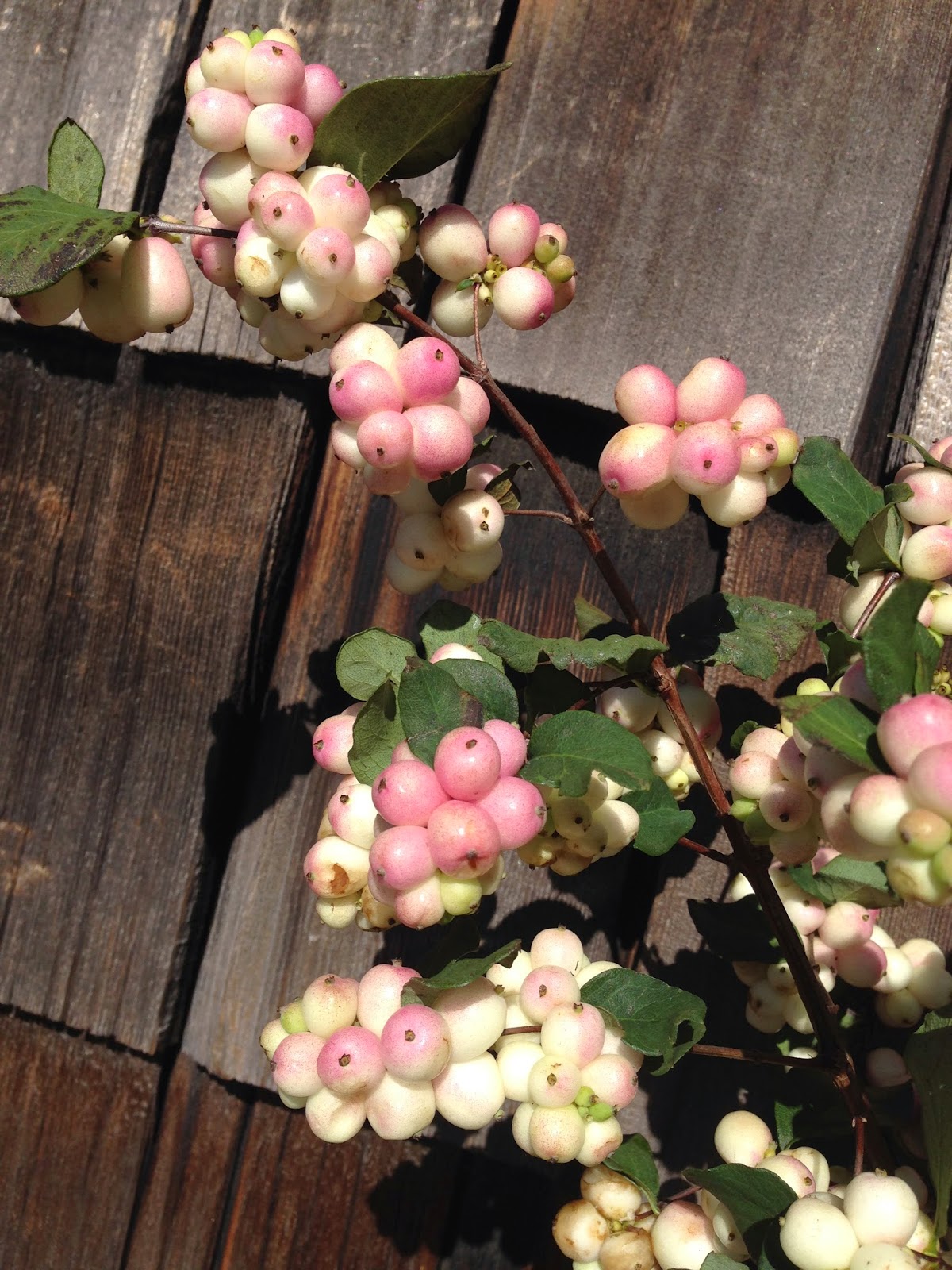 flower of the week : snowberry : october 11 - Les Fleurs
