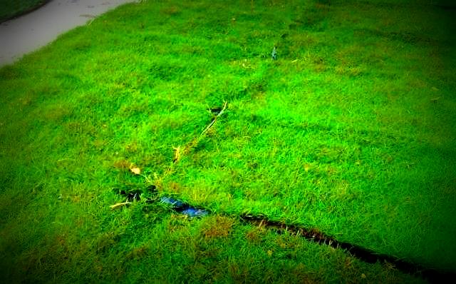 Mrs little sunshine •: Rumput nan hijau