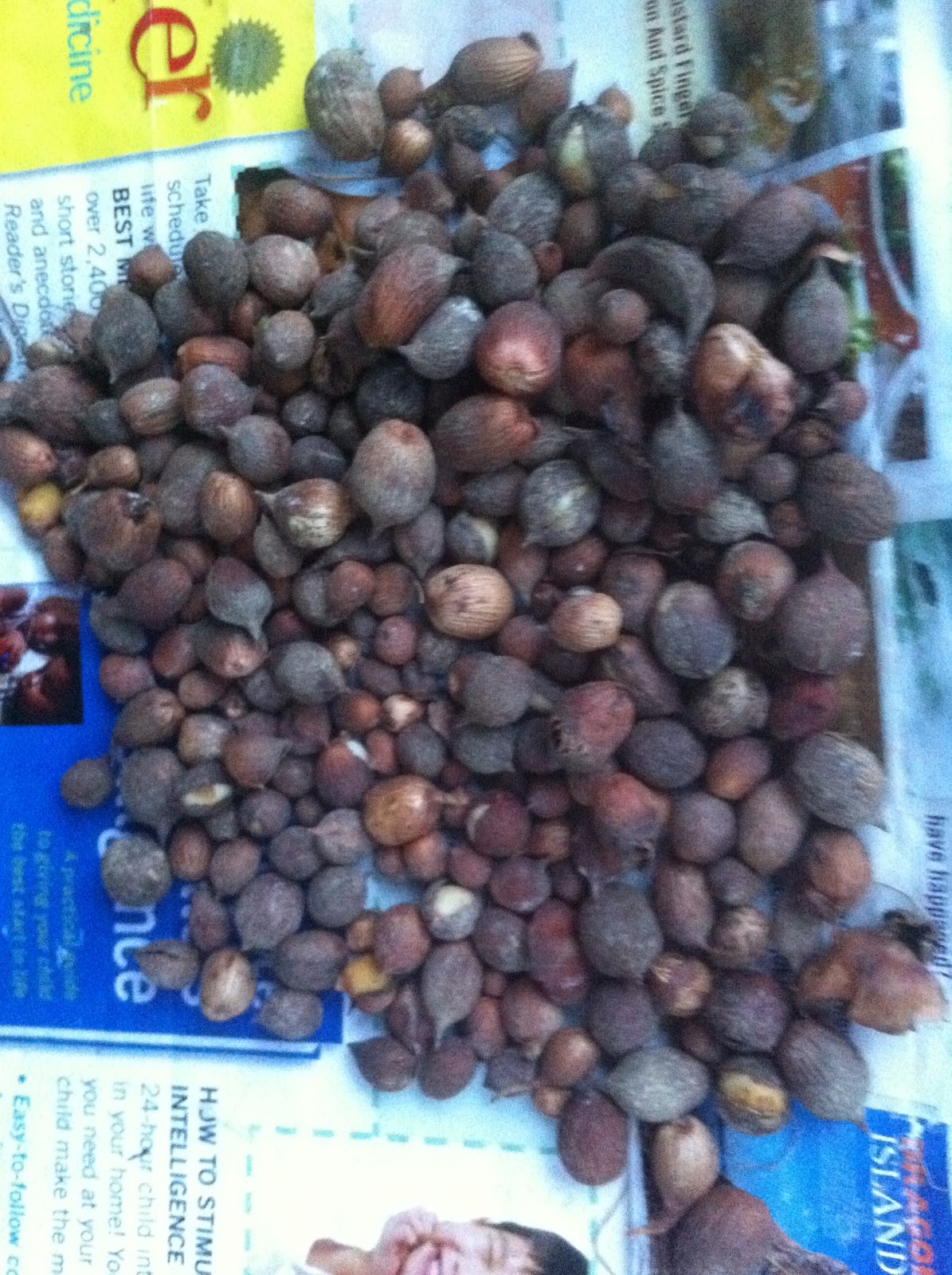 My Experimental Garden: Gladiolus cormels