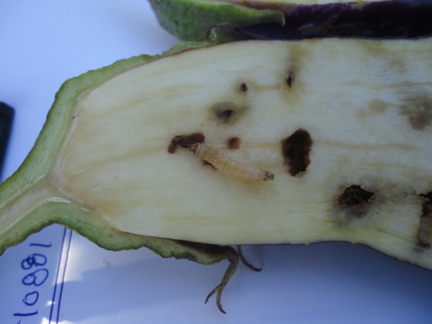 News of Agriculture from Seychelles: Eggplant Fruit and Shoot Borer ...
