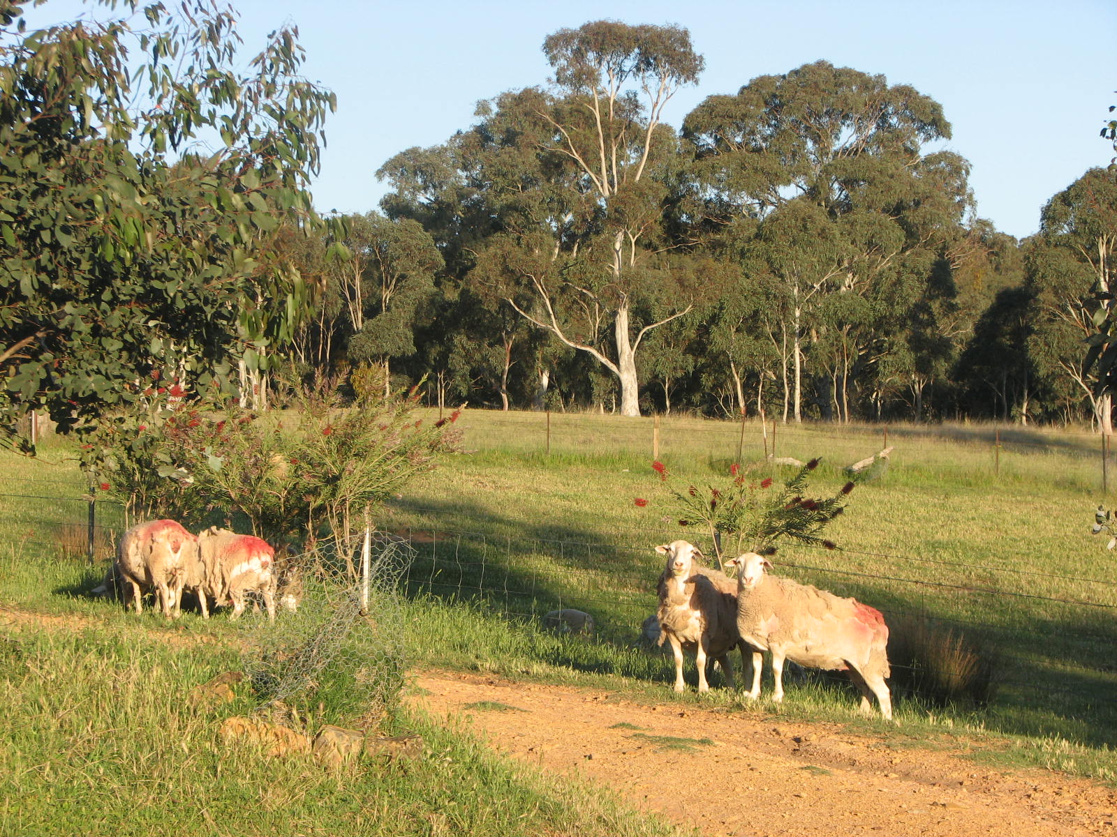 Claremont White Dorpers Blog: Controlled Breeding Plan