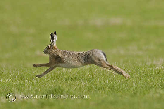H i N o ジャン: Top 10 Fastest Mammals on Earth