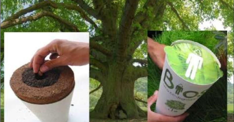 La capsule funéraire, le nouveau concept du cercueil biologique ...