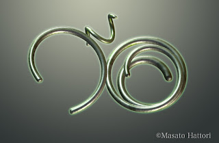 Marchan Blog: グリパニア Grypania