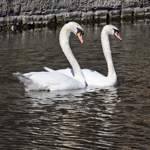 British Birds: Mute Swans Mating Ritual