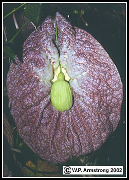 Bila gambar bersuara: Inilah rupa bunga-bunga yang berbau bangkai..