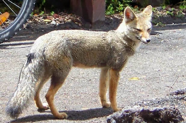 Darwin's Fox Animals | Amazing Facts & Latest Pictures | The Wildlife