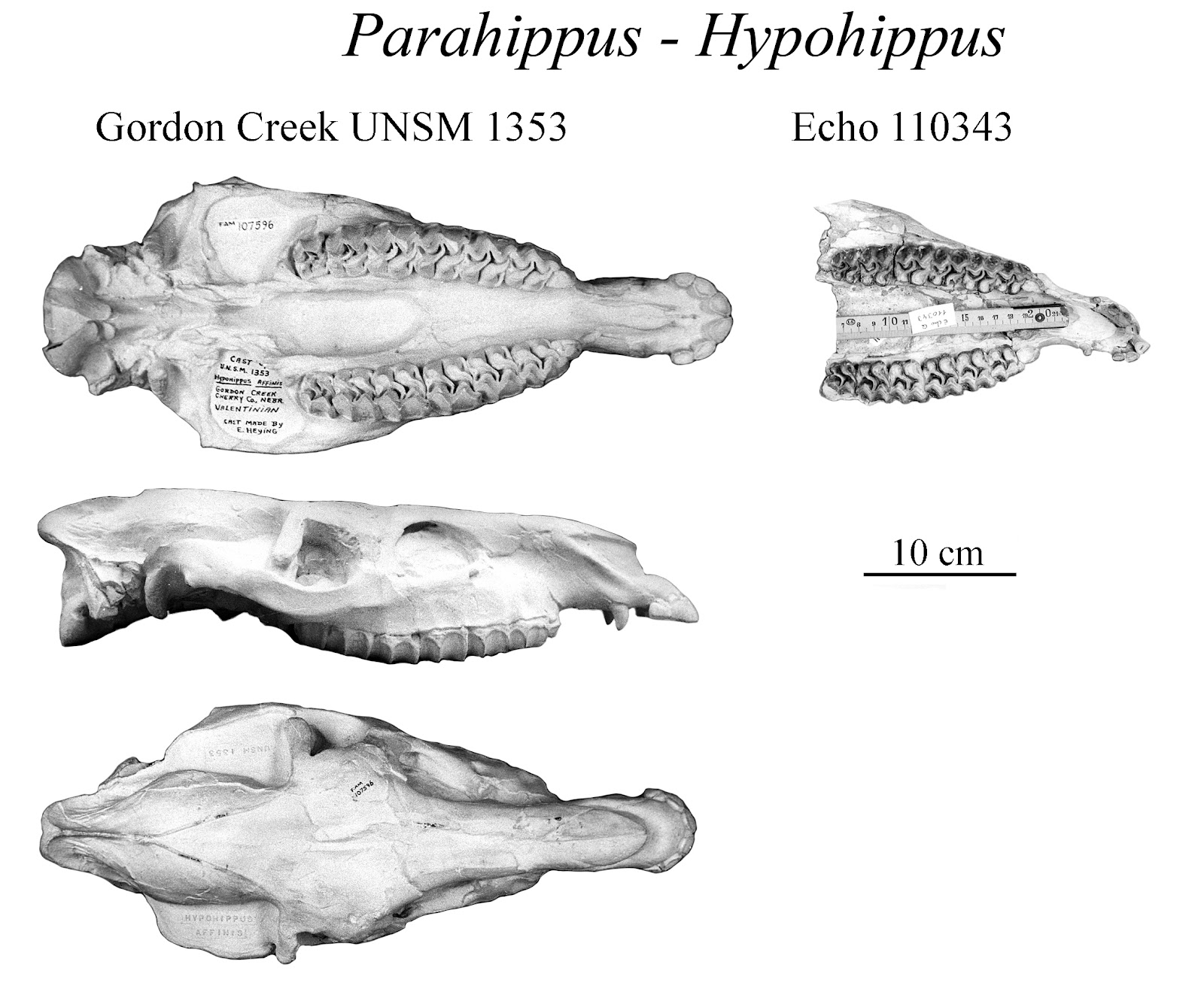Escenarios prehistóricos: Parahippus