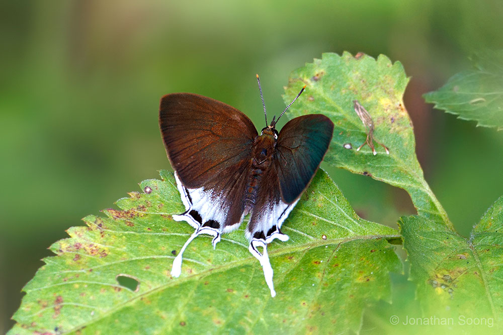Butterflies of Singapore: A Bornean Adventure