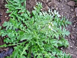 Seed to Feed Me: COMMON BRITISH WEEDS