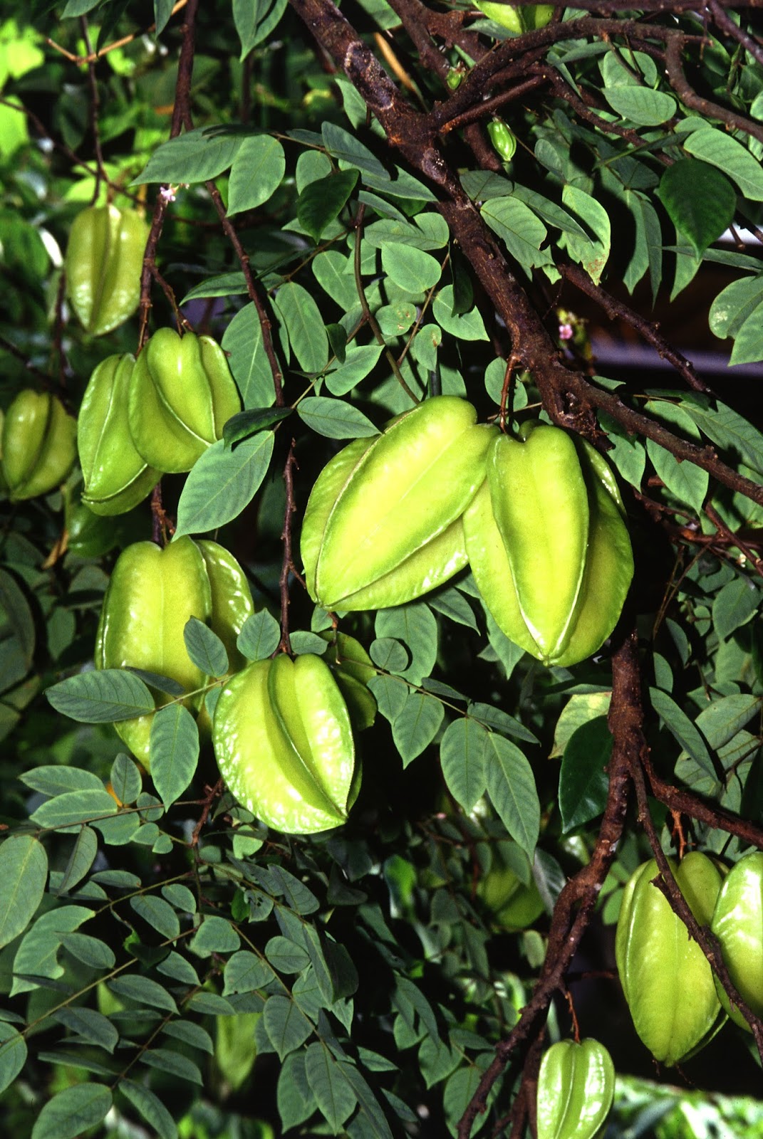 CALAMBOLA (Averrhoa carambola Linn) ~ Afya Na Kiasi