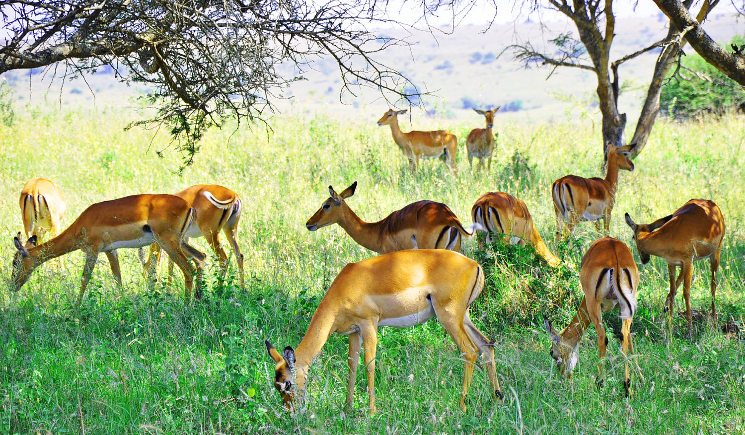 Pics and Wallpaper: Wildlife Photography