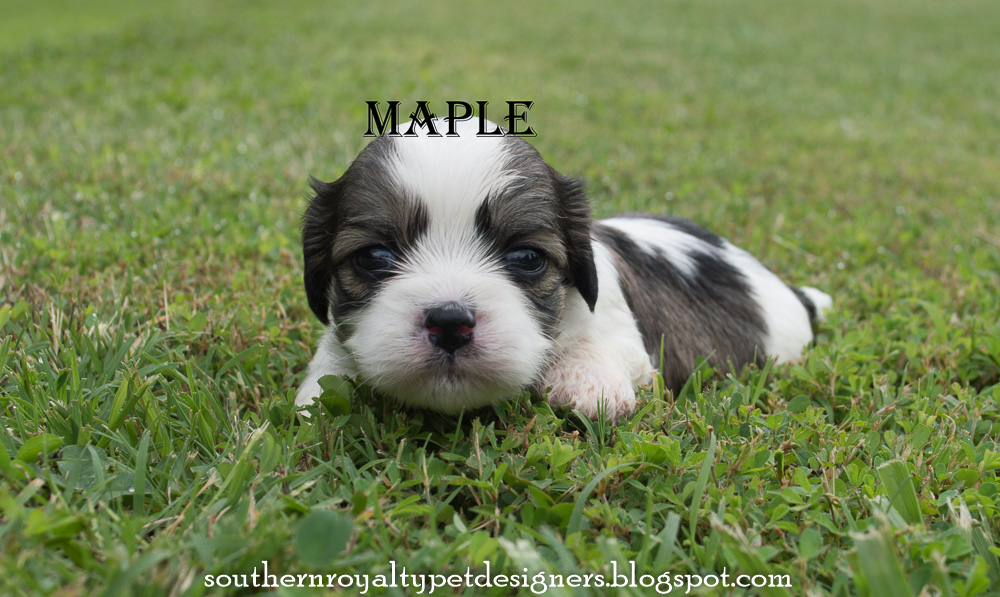 Southern Royalty Pet Designers: Cavaton puppies born 5/8/2017