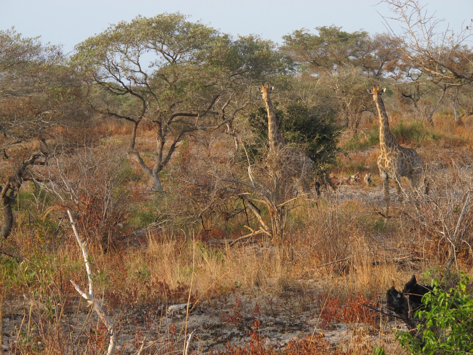 African Dream: Week 8 - Tembe Camp