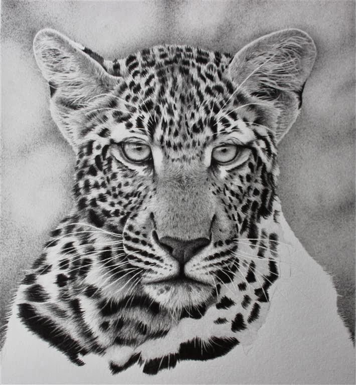 Clive Meredith Wildlife Art: Leopard drawing further progress