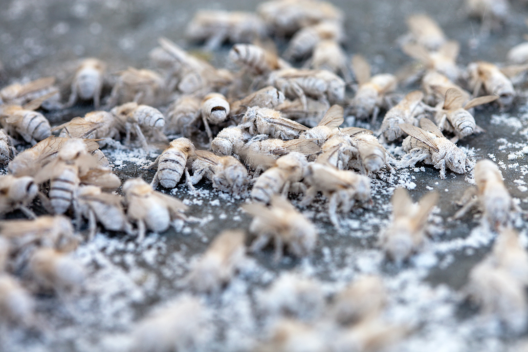 Alex Brown Photography Blog: Ghost Bees