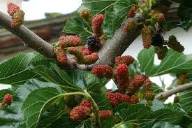 Flora de Puerto Rico Ilustrada Papo Vives: MORACEAE MORUS NIGRA PALO DE ...
