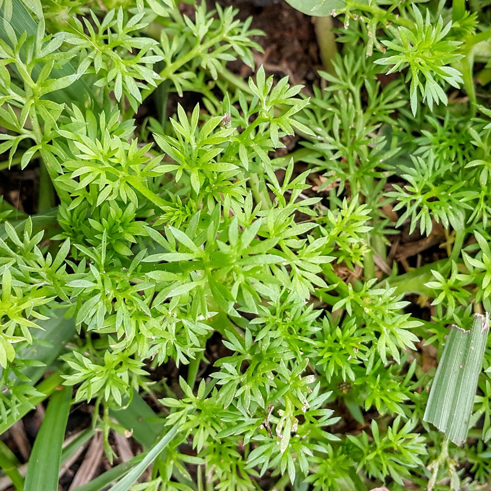 "Verdade//aspas" : 👪 Asteraceae (Soliva pterosperma)