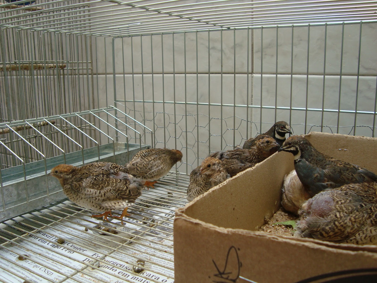 codorna chinesa: Fotos do Dia 11/11/11