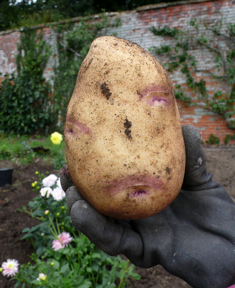News From Nowhere: Myths and Clichés Continued: The Potato