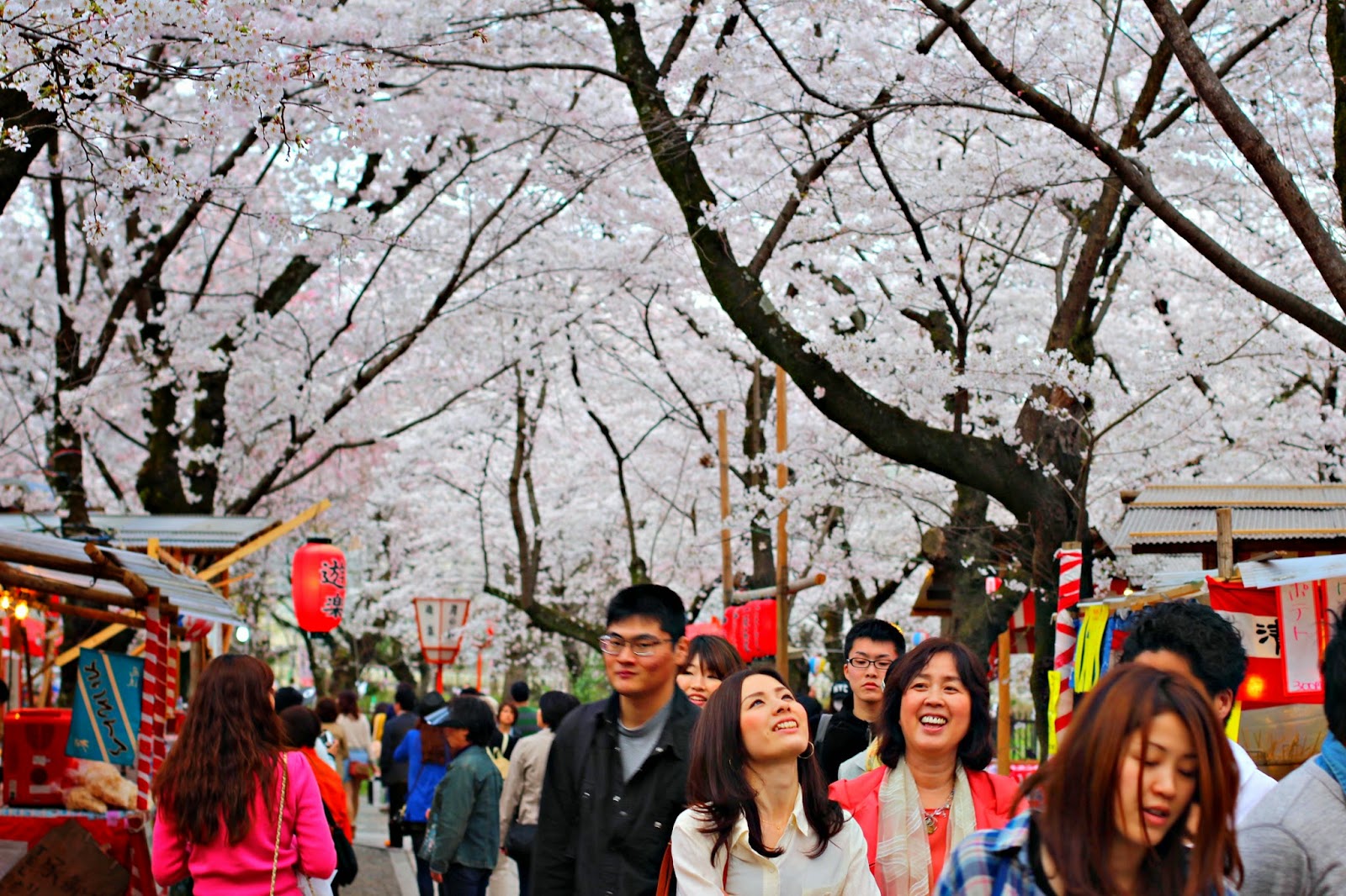 Let's Be Adventurers: Hanami Parties in Kyoto