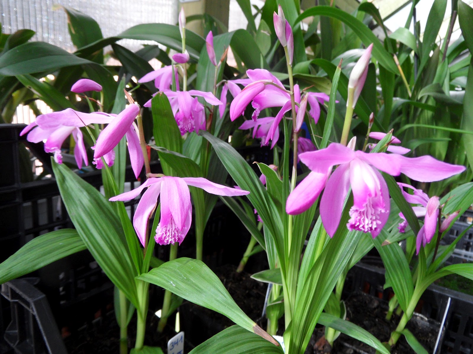 Orquídeas Blog de Angel Mar: Bletilla striata (Fáciles y llenas de color)