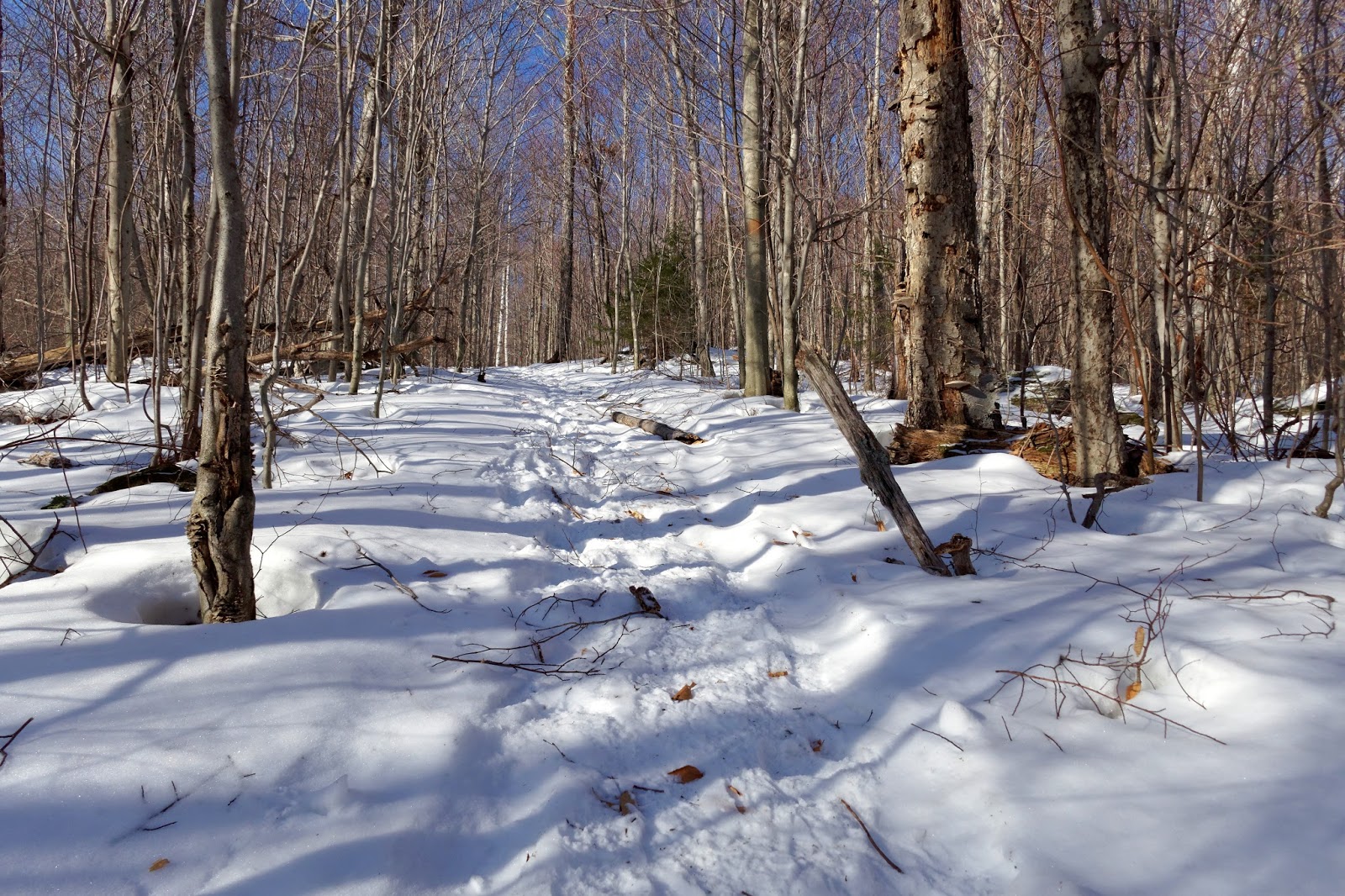 1HappyHiker: Short But Rewarding Trek to Lookout Ledge in Randolph, NH