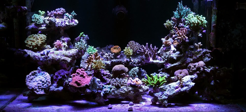 Cara Membuat Aquarium Air Laut