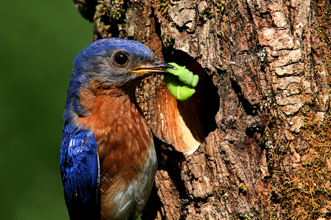 Steve Byland Nature Photography: How To Build A Natural-Looking Birdhouse