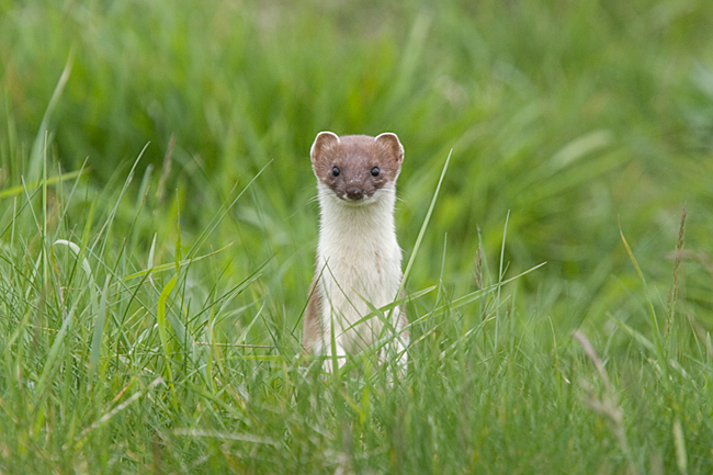 Stoat