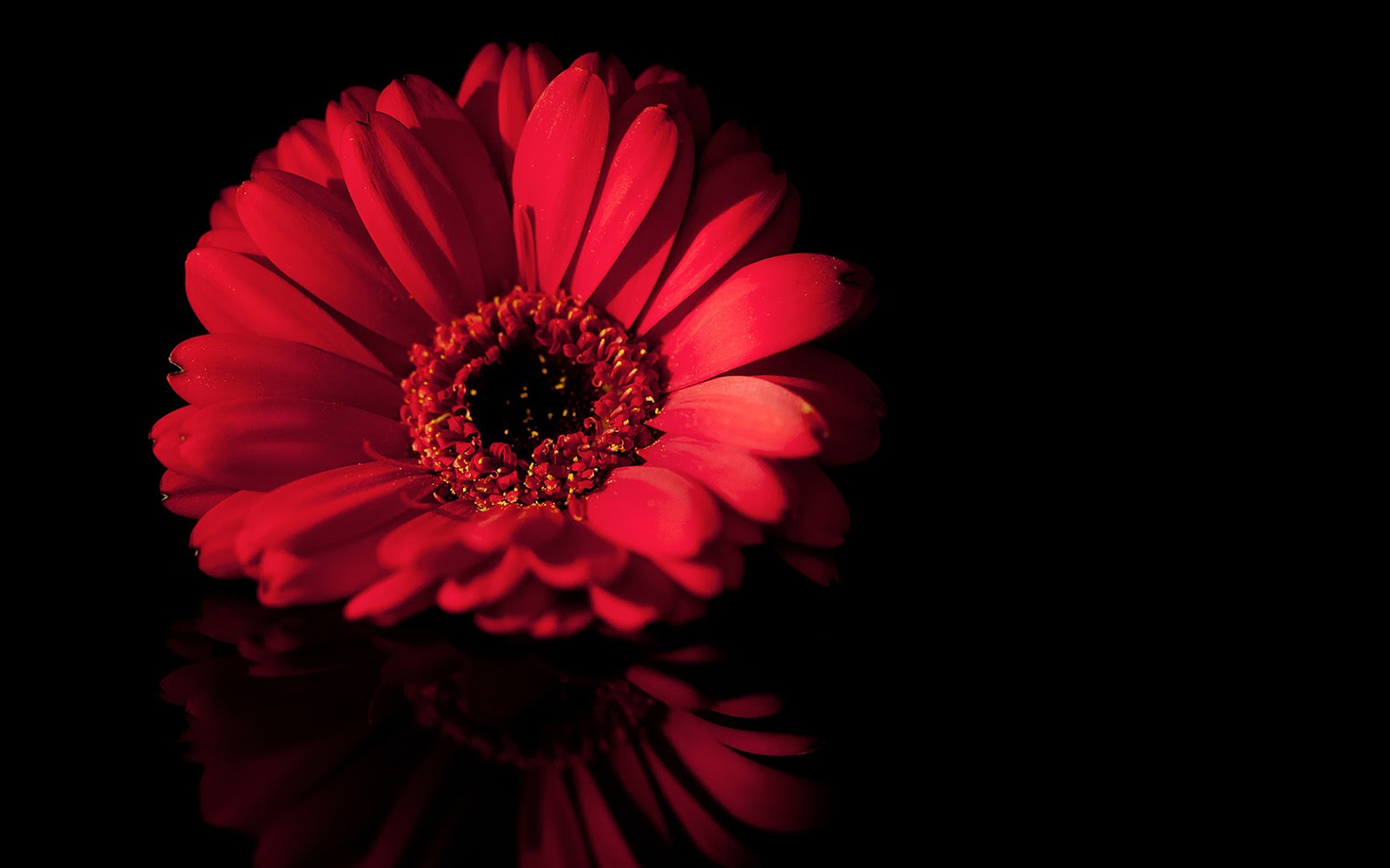 Imágenes de gerberas y margaritas