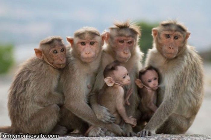 Zoo Animals: Funny Monkey Family Pictures 2011