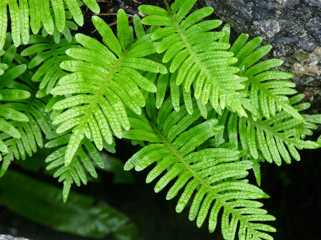 I Love Arnside and Silverdale: Polypodium cambricum (Southern Polypody)