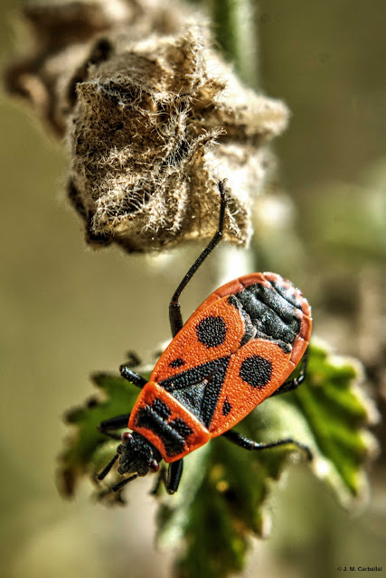 El Blog de Isa y Juan: Pyrhocoris apterus: la chinche roja de fuego