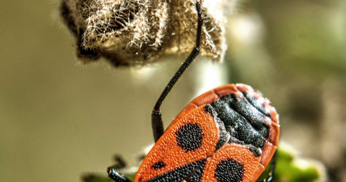 El Blog de Isa y Juan: Pyrhocoris apterus: la chinche roja de fuego