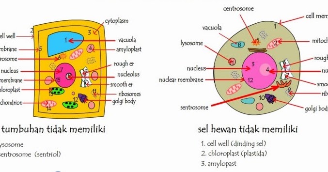 Materi Sel - Perumperindo.co.id